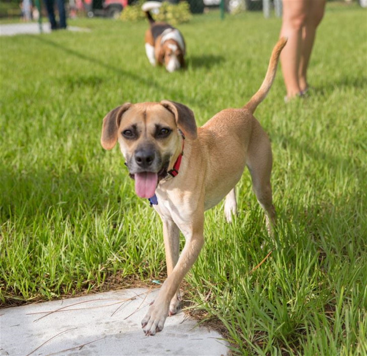 Humane Society of St. Lucie County Participating in Statewide Adoption ...